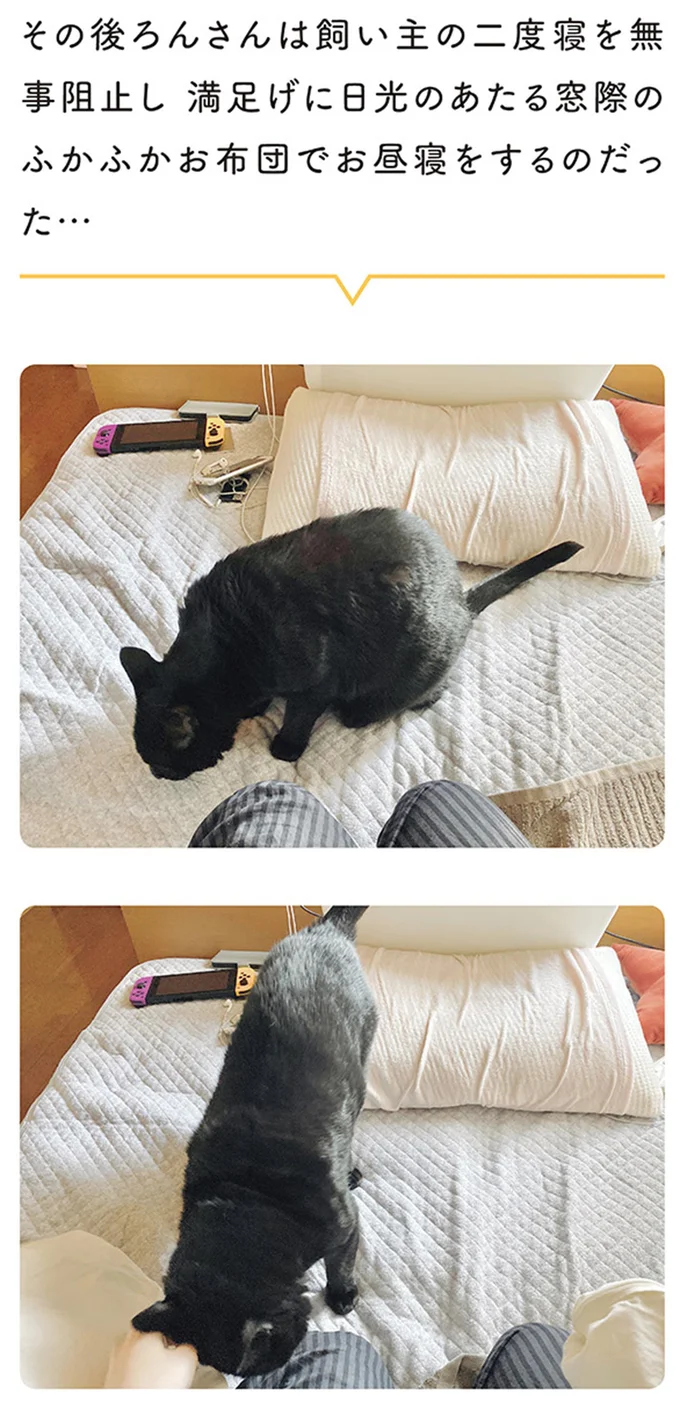 早く起きて！甘えん坊黒猫による過激なモーニングコール／黒猫ろんと暮らしたら4（12）（画像5/6） - レタスクラブ