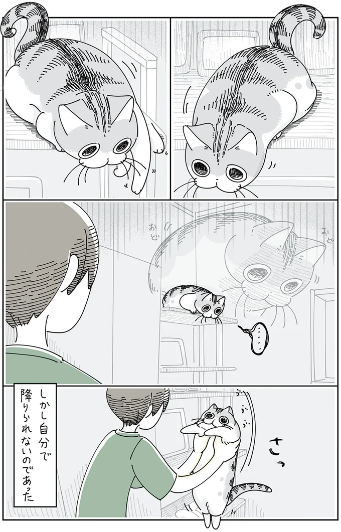 ああ、飛びついてくる顔だ。狙いを定めた猫の一手先を読むのは？（画像42/71） - レタスクラブ